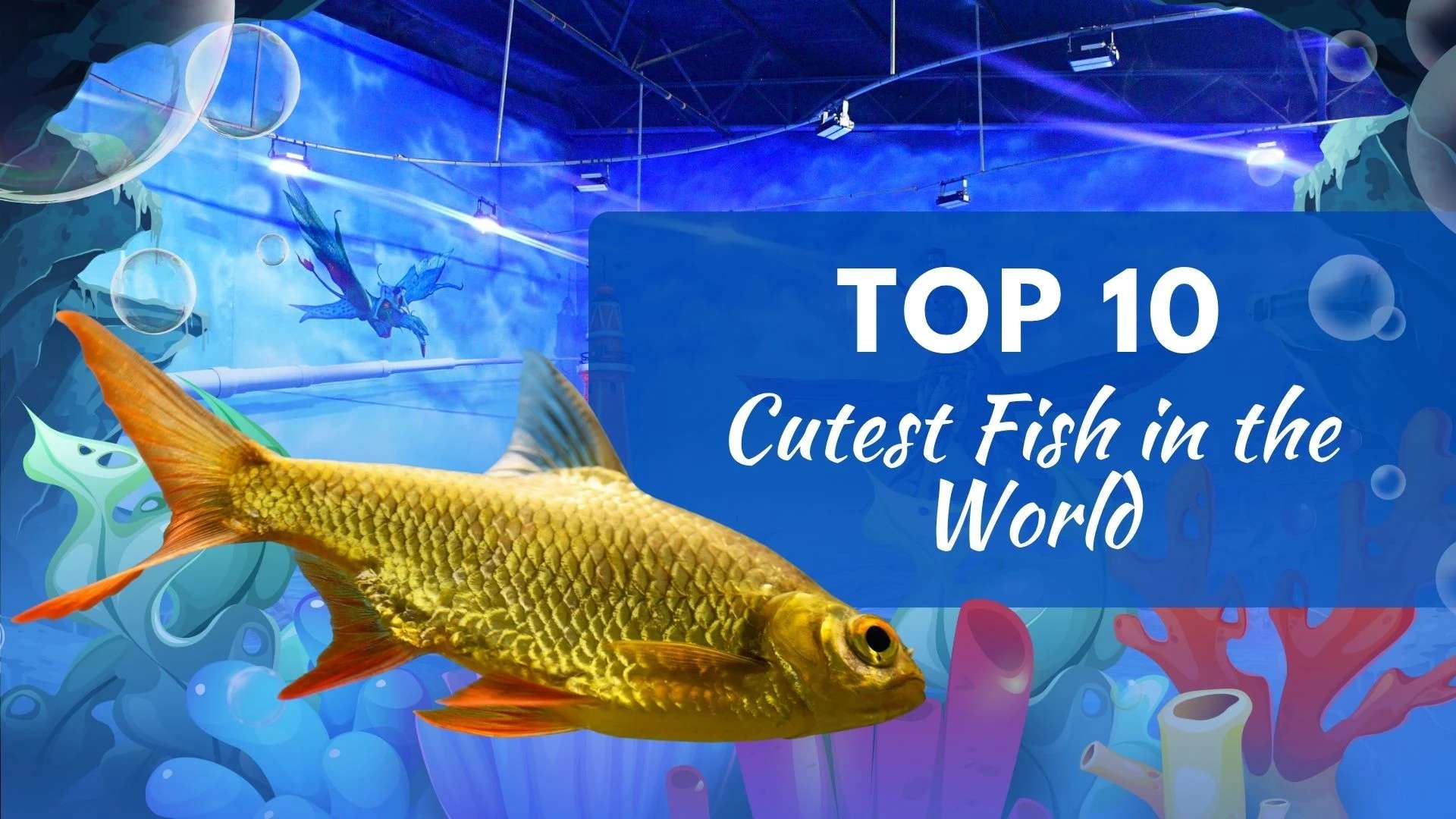 Top 10 Cutest Fish in the World
