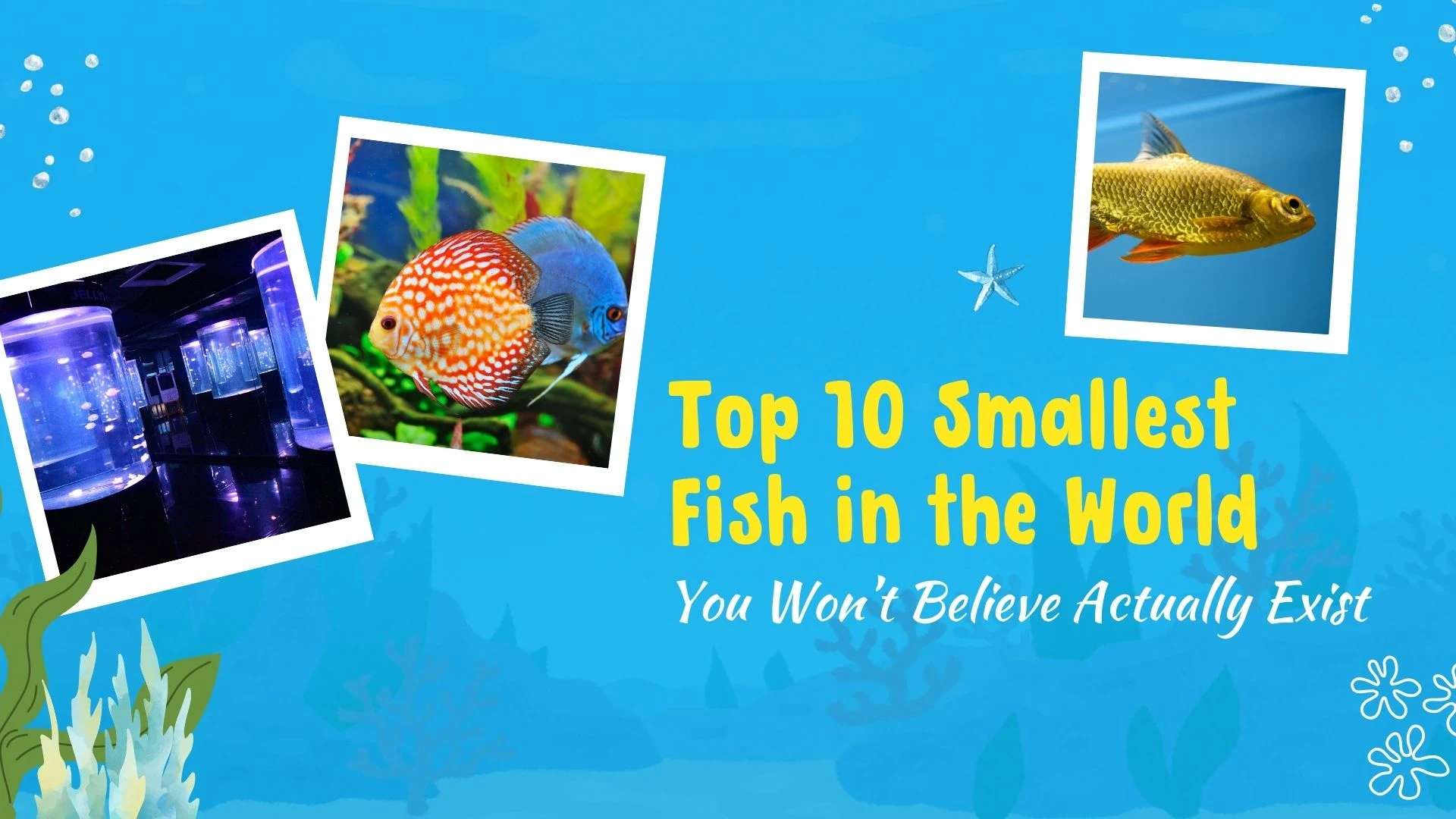 Top 10 Smallest Fish in the World You Won’t Believe Actually Exist