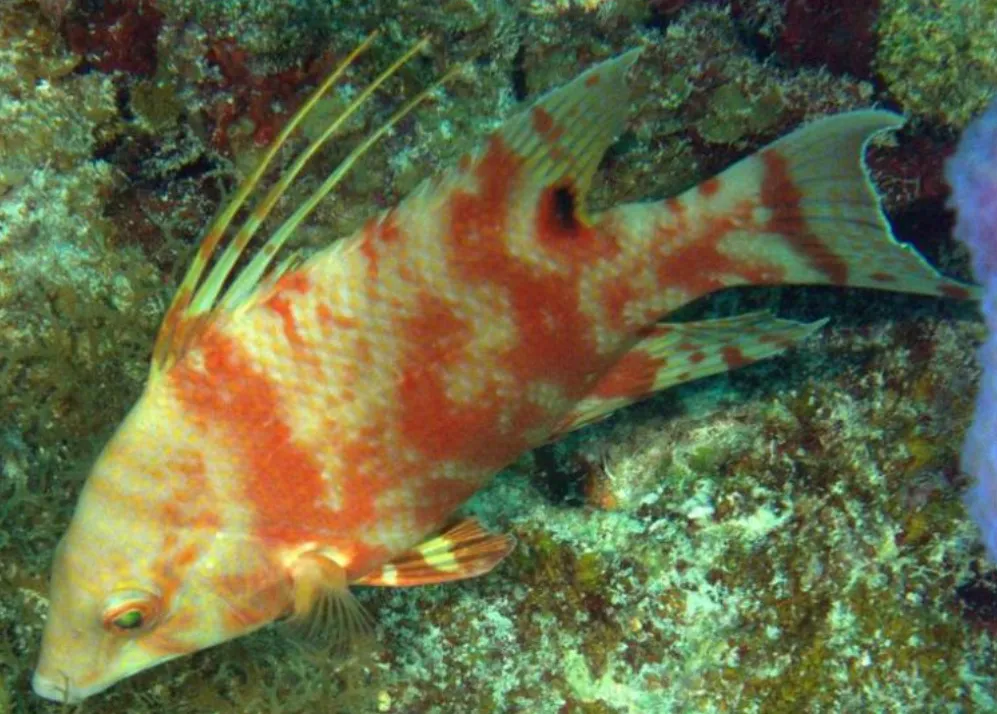 Juvenile Hogfish – Size, Habitat, Diet, Behavior & Fun Facts
