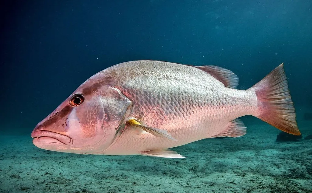 Snappers – Habitat, Diet, Size, Lifespan & Conservation